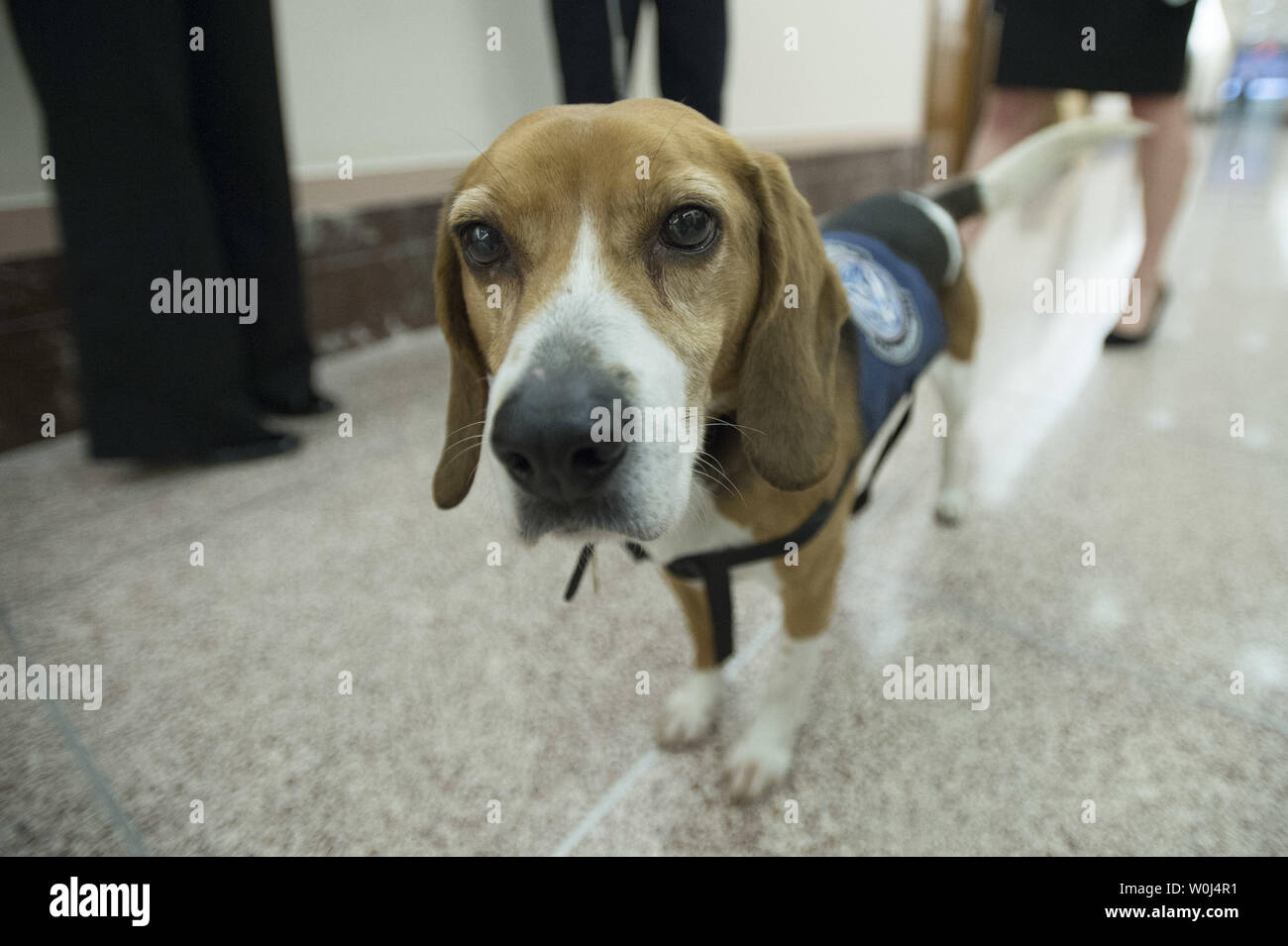 Customs and border protection inspection hi-res stock photography and ...