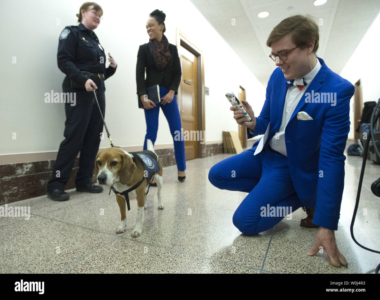 Staffer dog hi-res stock photography and images - Alamy