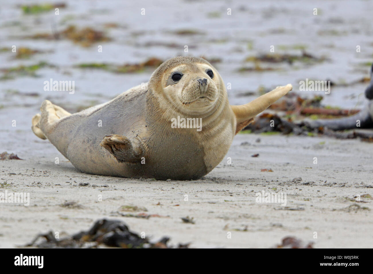 Common seal orkney hi-res stock photography and images - Alamy