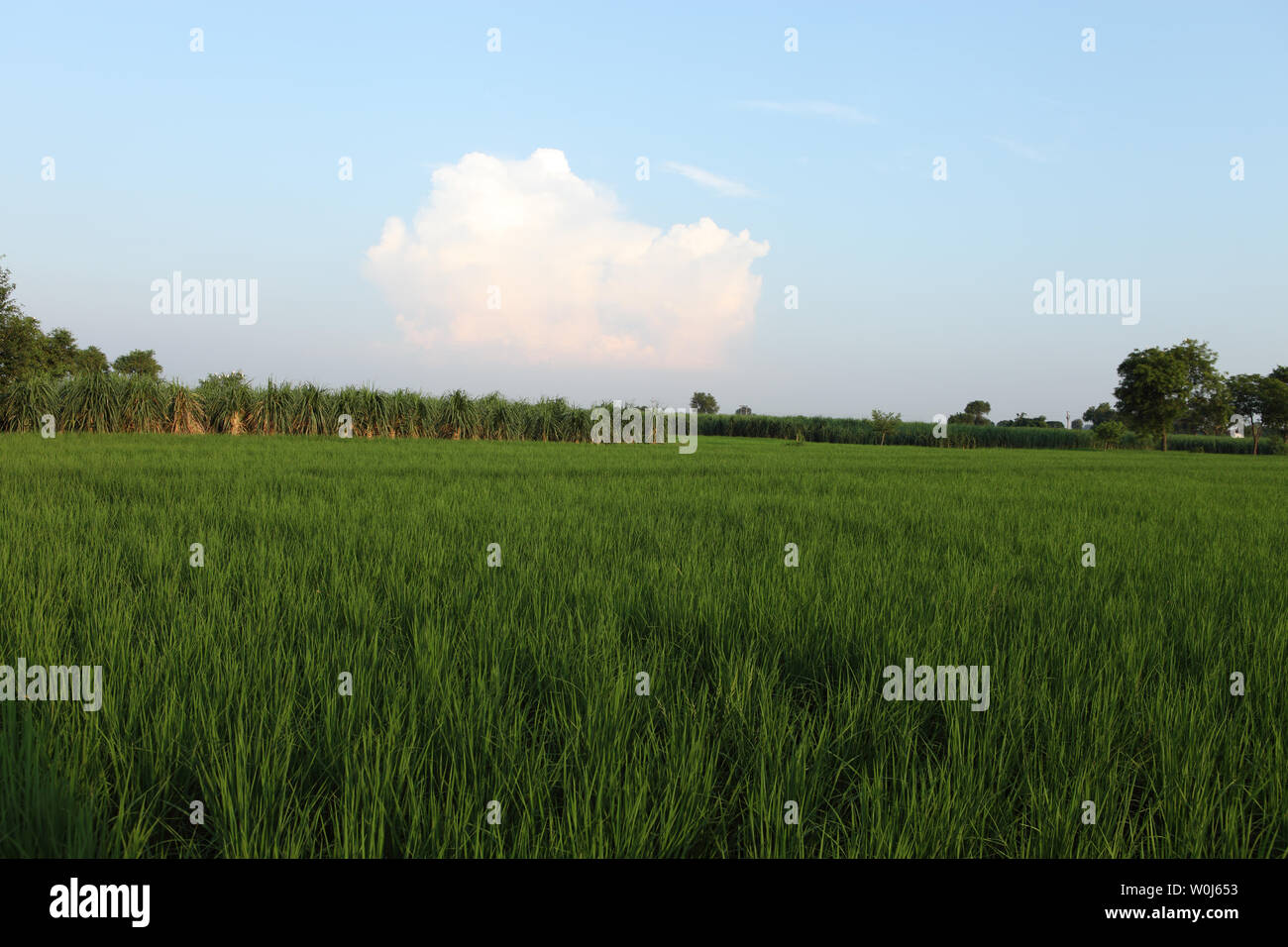 Rice crop in a field Stock Photo - Alamy