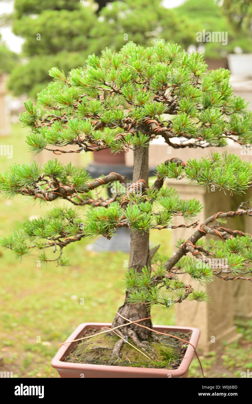 Potted pine trees hi-res stock photography and images - Alamy