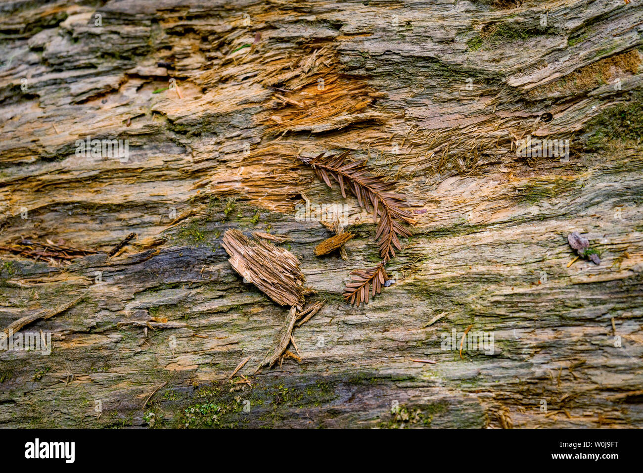 Colorful Abstract Background Bark Redwoods National Park Newton B Drury ...