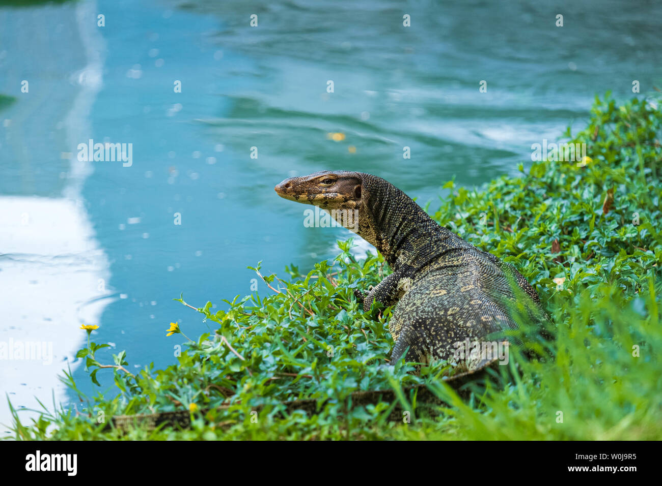 Bangkok wildlife hi-res stock photography and images - Alamy