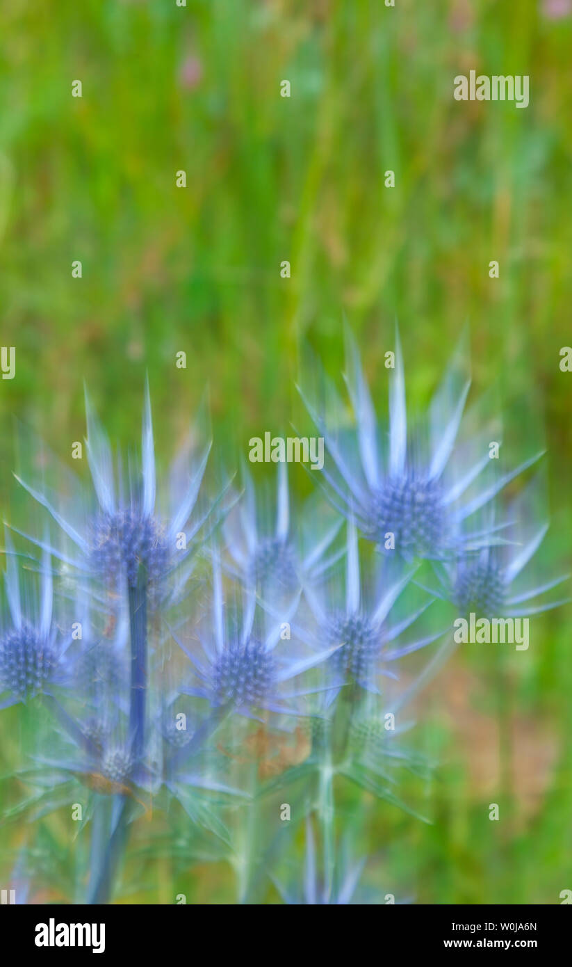 Cardo azul cotton thistle hi-res stock photography and images - Alamy