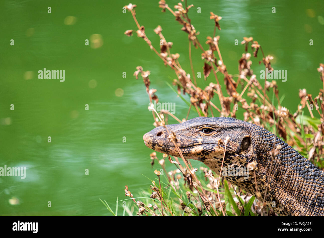 Water monitor in Lumpini Park, Bangkok, Thailand Stock Photo - Alamy