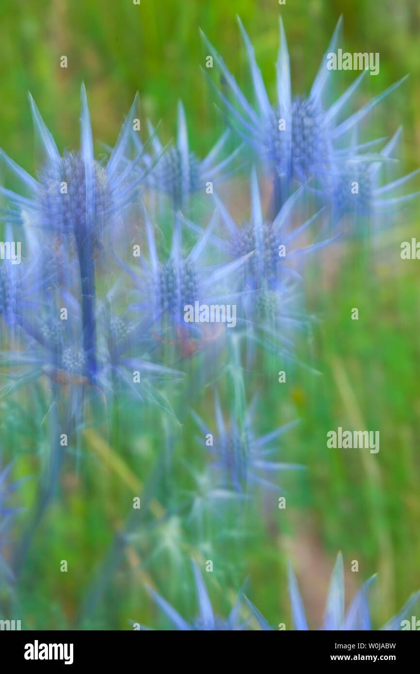 Cardo azul cotton thistle hi-res stock photography and images - Alamy