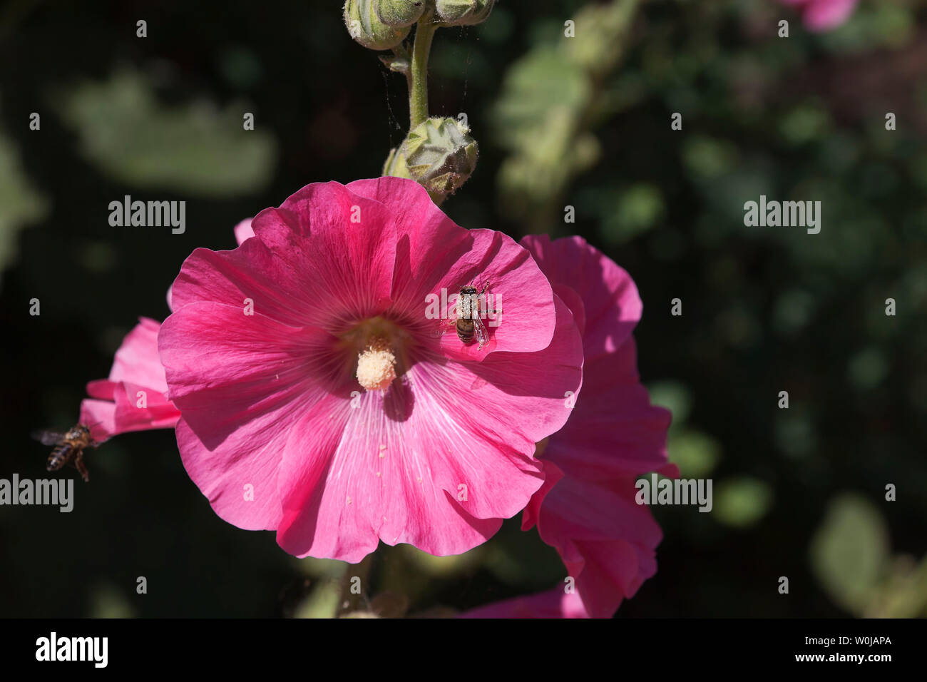 Bauernrose hi-res stock photography and images - Alamy