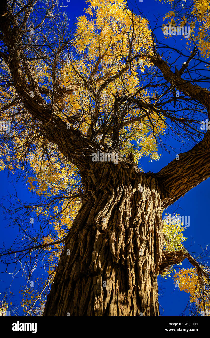 Poplar Scenery in the Blue Sky Desert of Ejina, Inner Mongolia Stock ...