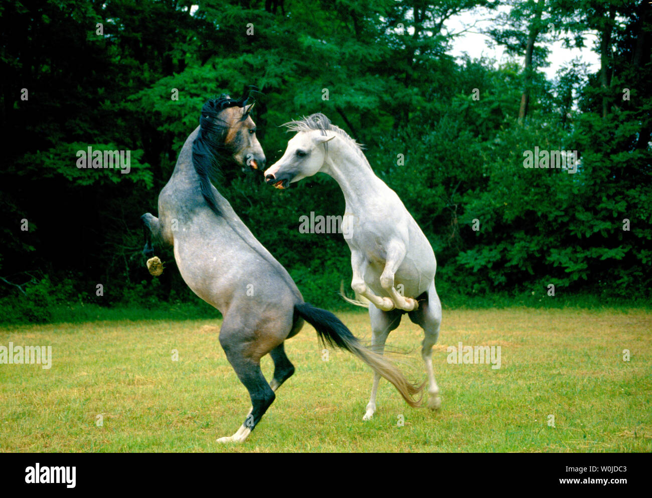 Beauty of arabic horse hi-res stock photography and images - Alamy