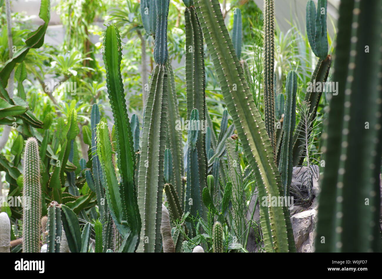 Sharp brambles hi-res stock photography and images - Alamy