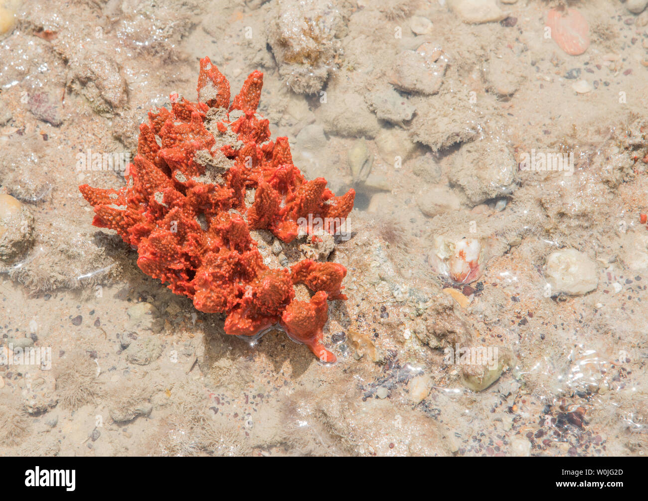 Tide pools marine life on australia hi-res stock photography and images ...