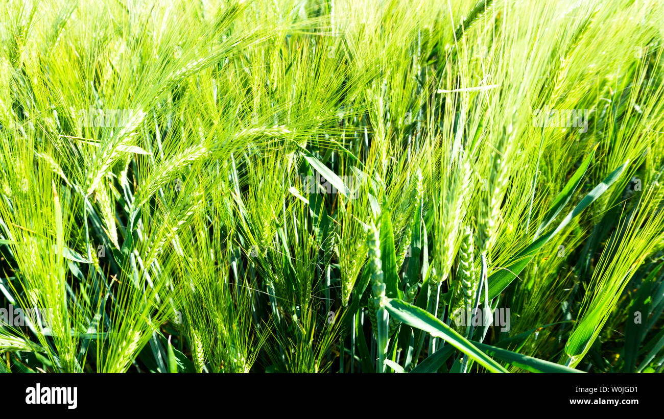 barley field of a farm Stock Photo - Alamy