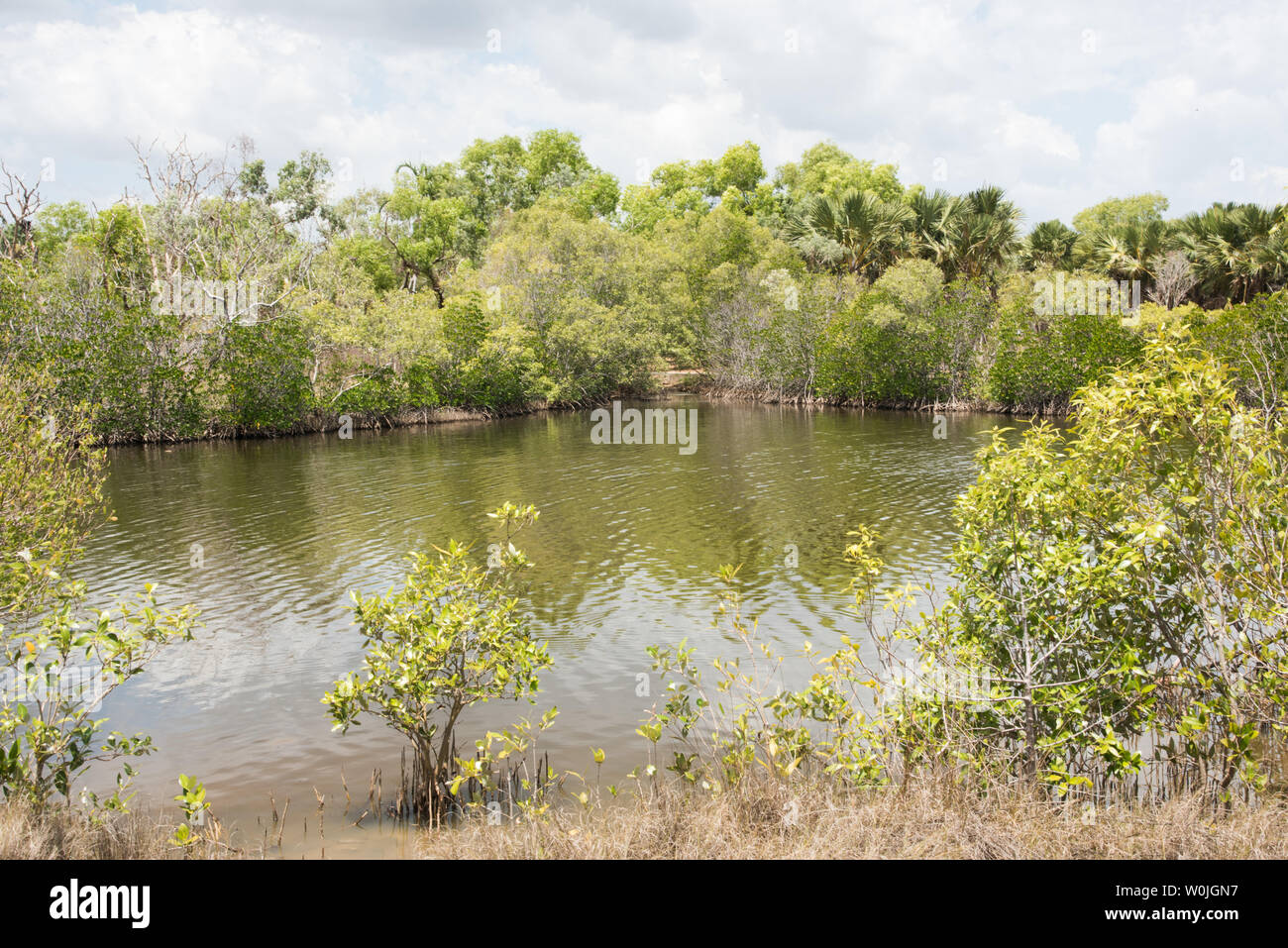 Lush bushland growth with mangrove habitat on wetland waterfront in ...