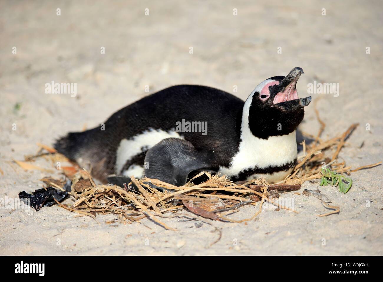 African penguin nest hi-res stock photography and images - Alamy