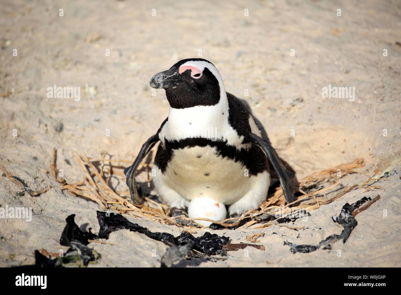 African penguin nest hi-res stock photography and images - Alamy