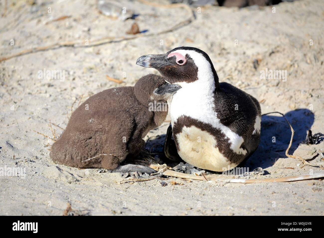 African penguins (Spheniscus demersus), adult, lies with young animal ...