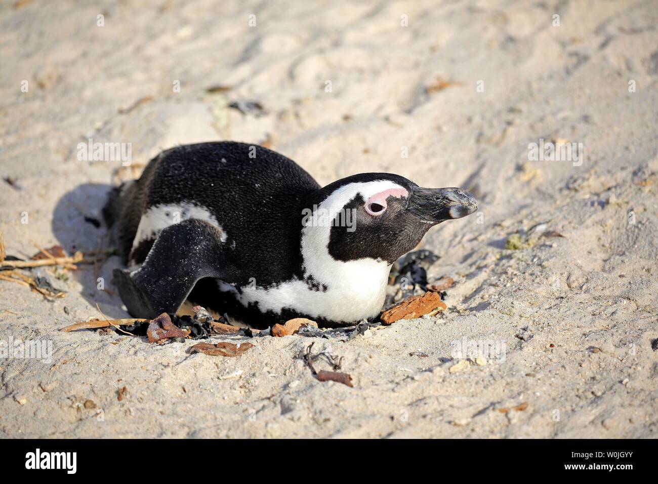 African penguin nest hi-res stock photography and images - Alamy