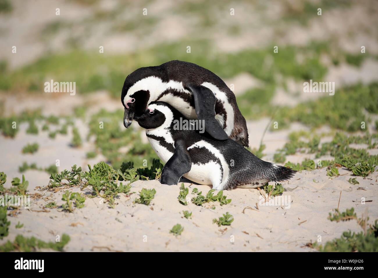 African penguins (Spheniscus demersus), adult, pair mating on the beach ...