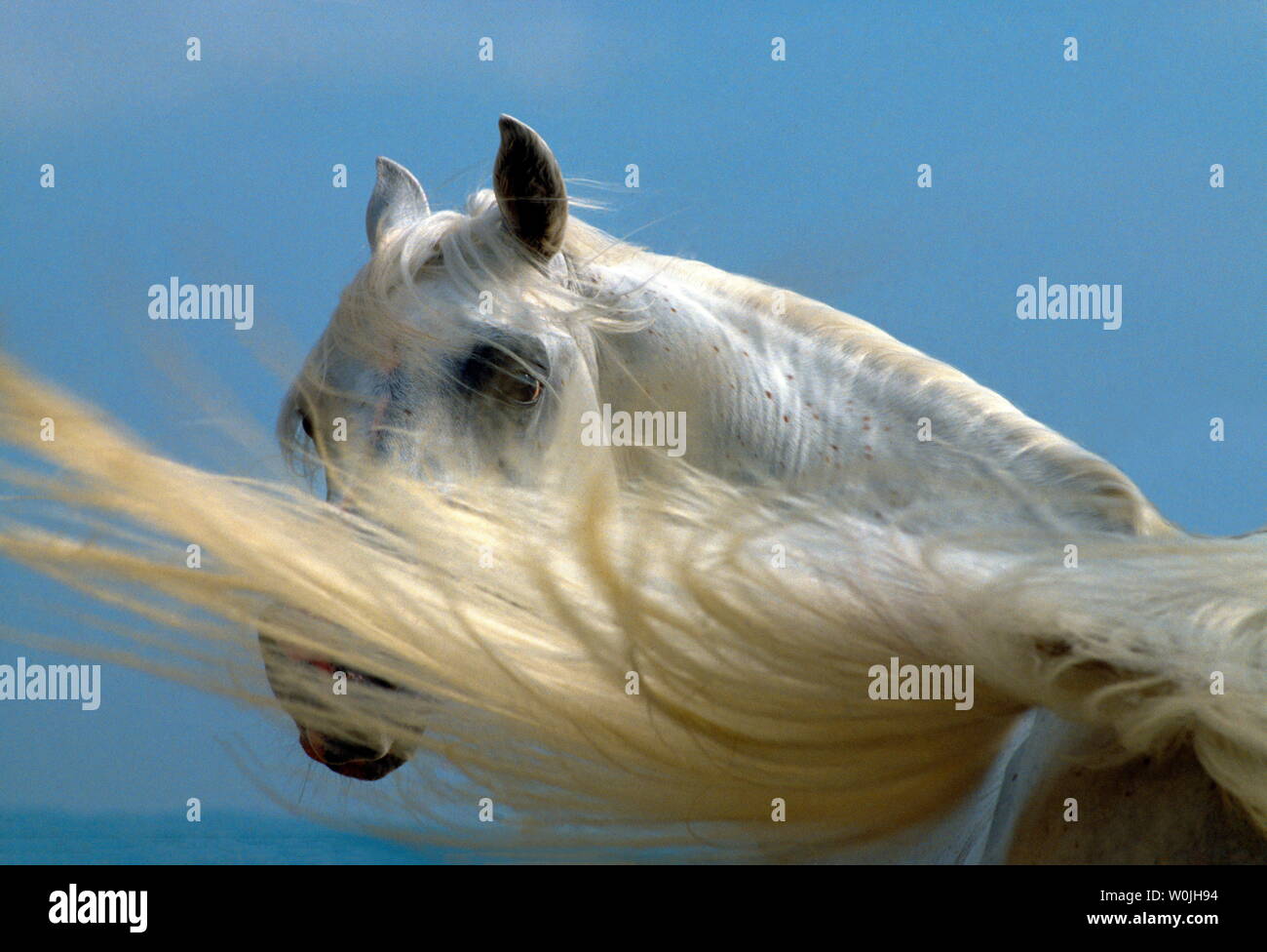 Asil arabian hi-res stock photography and images - Alamy