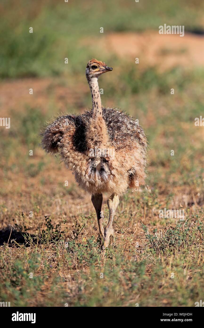 South African ostrich (Struthio camelus australis), young animal ...