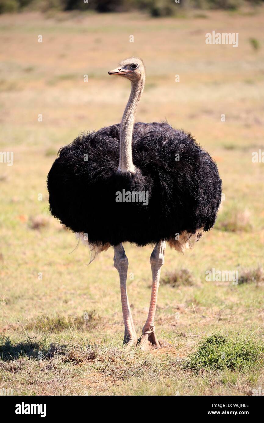 South African ostrich (Struthio camelus australis), adult, male, Addo ...
