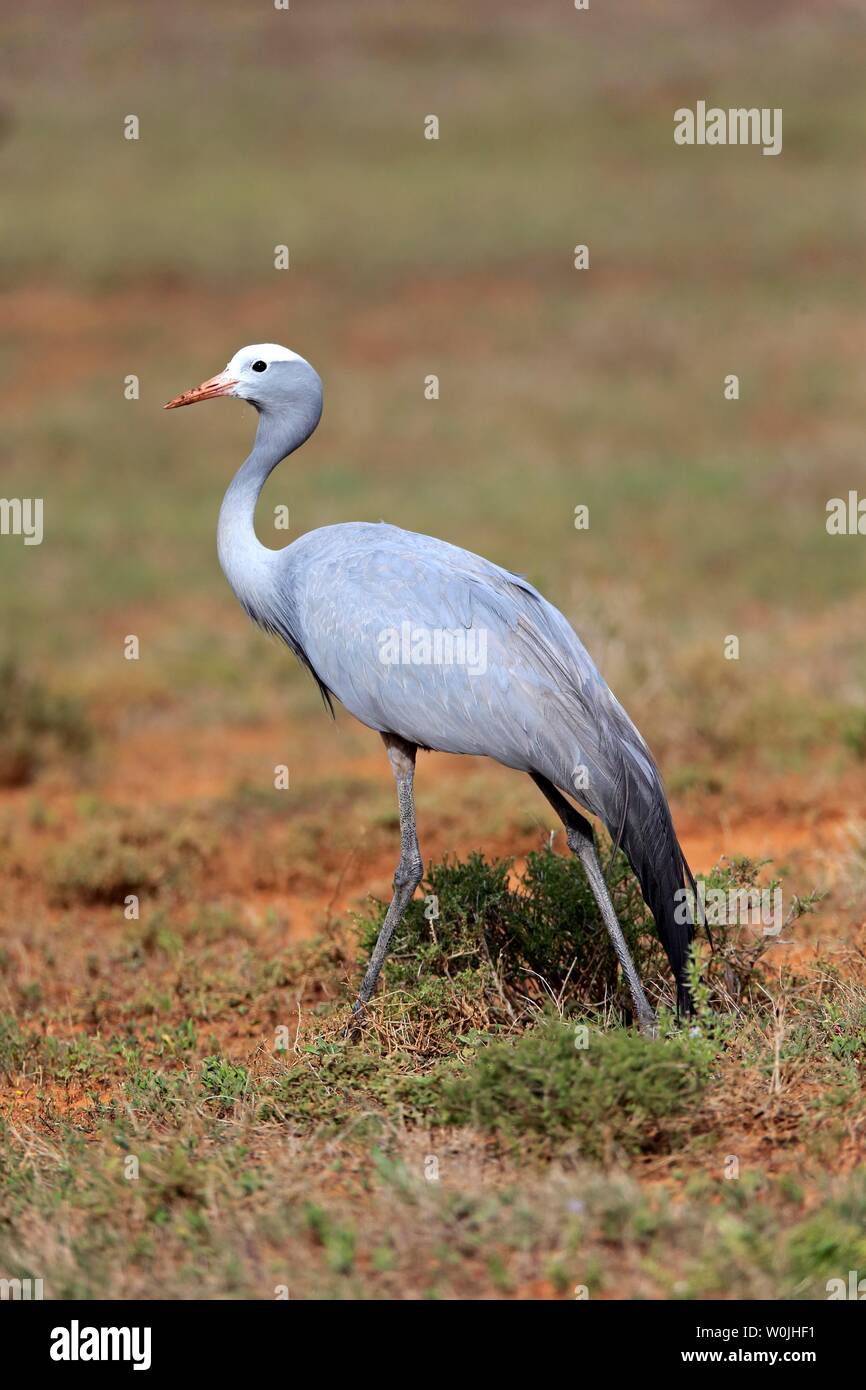 Paradise Crane (Anthropoides paradisea), adult, national bird of South ...