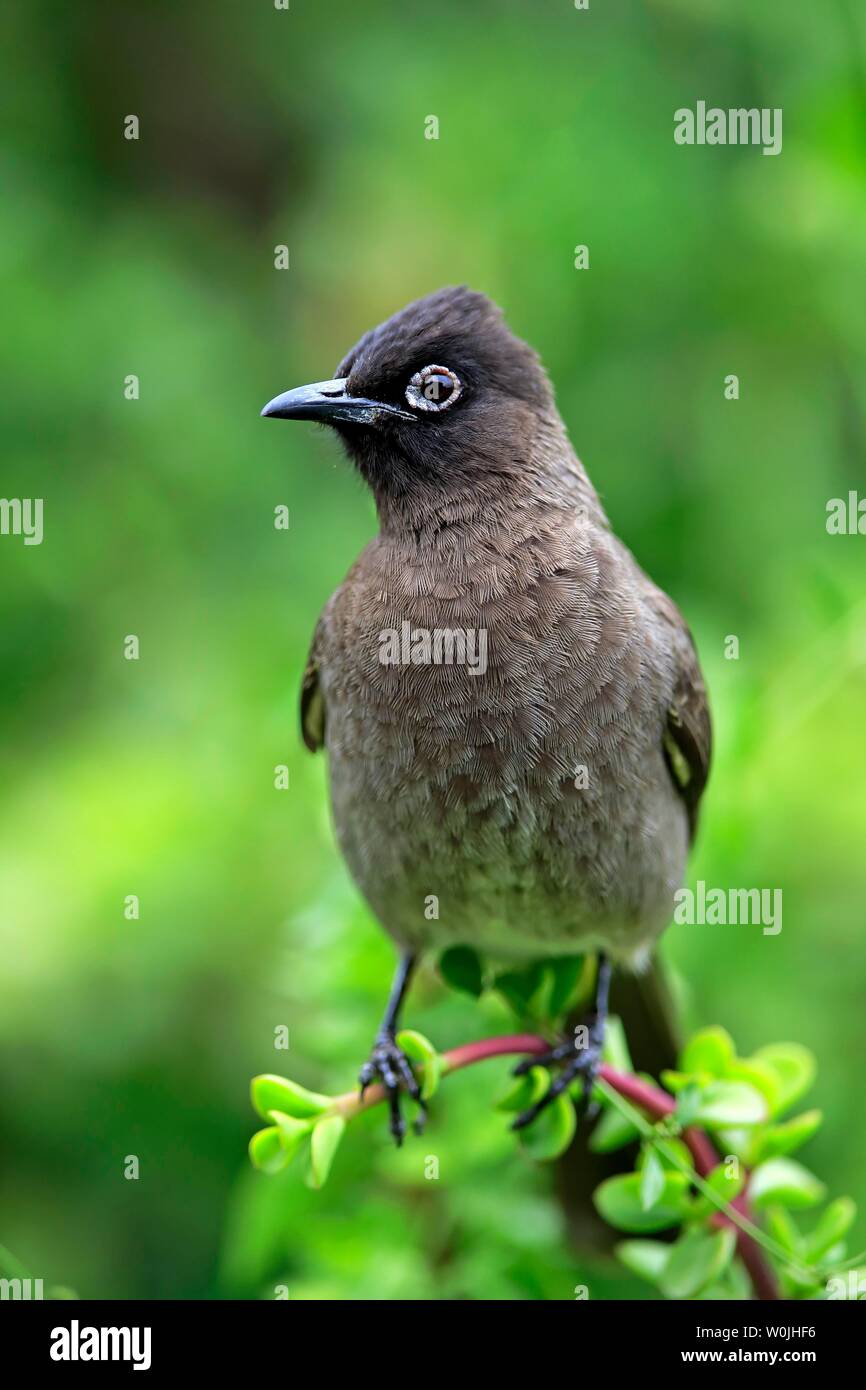 Cape Bulbul (Pycnonotus capensis), adult, Addo Elephant National Park ...
