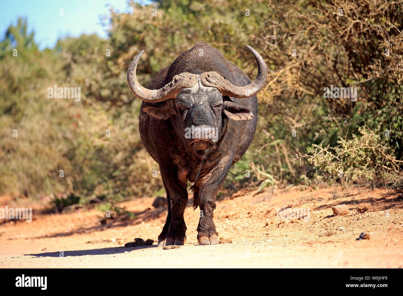 Cape buffalo (Syncerus caffer), adult, Addo Elephant National Park ...