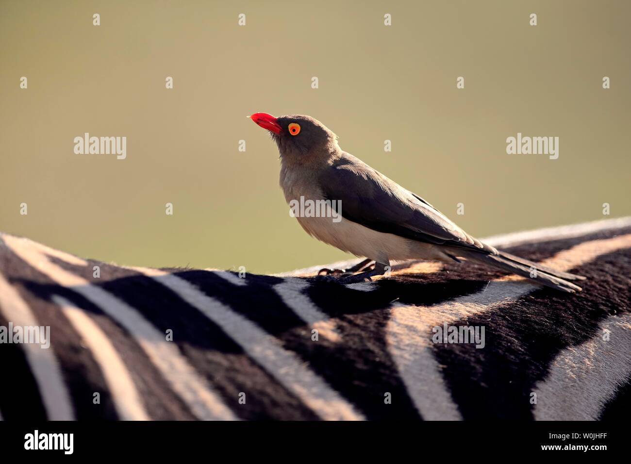 Host animal hi-res stock photography and images - Alamy