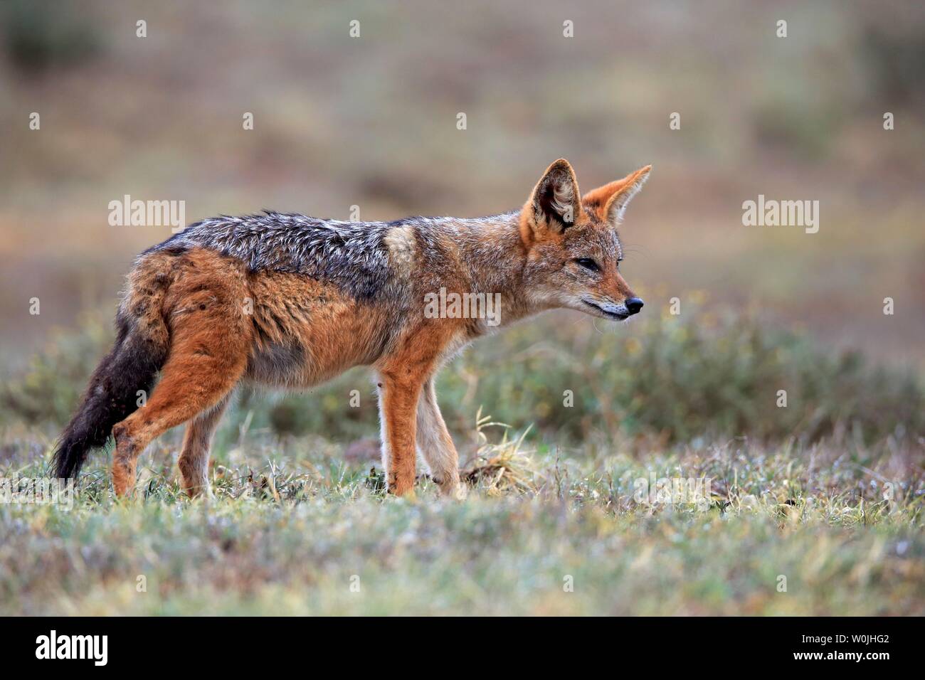 Black-backed Jackal (Canis mesomelas), adult, Addo Elephant National ...