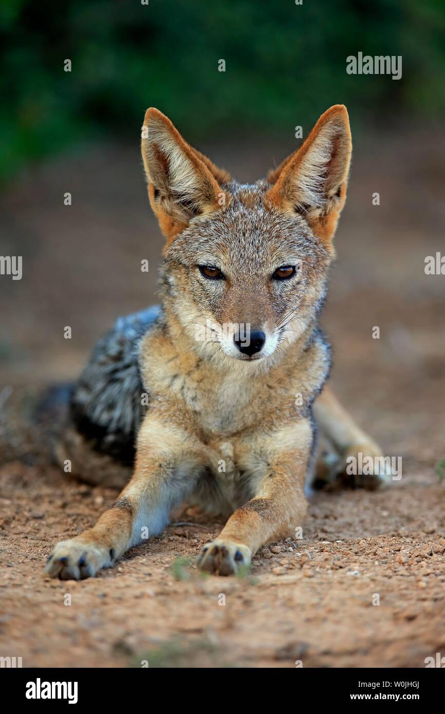 Black-backed Jackal (Canis mesomelas), adult, animal portrait, lying ...