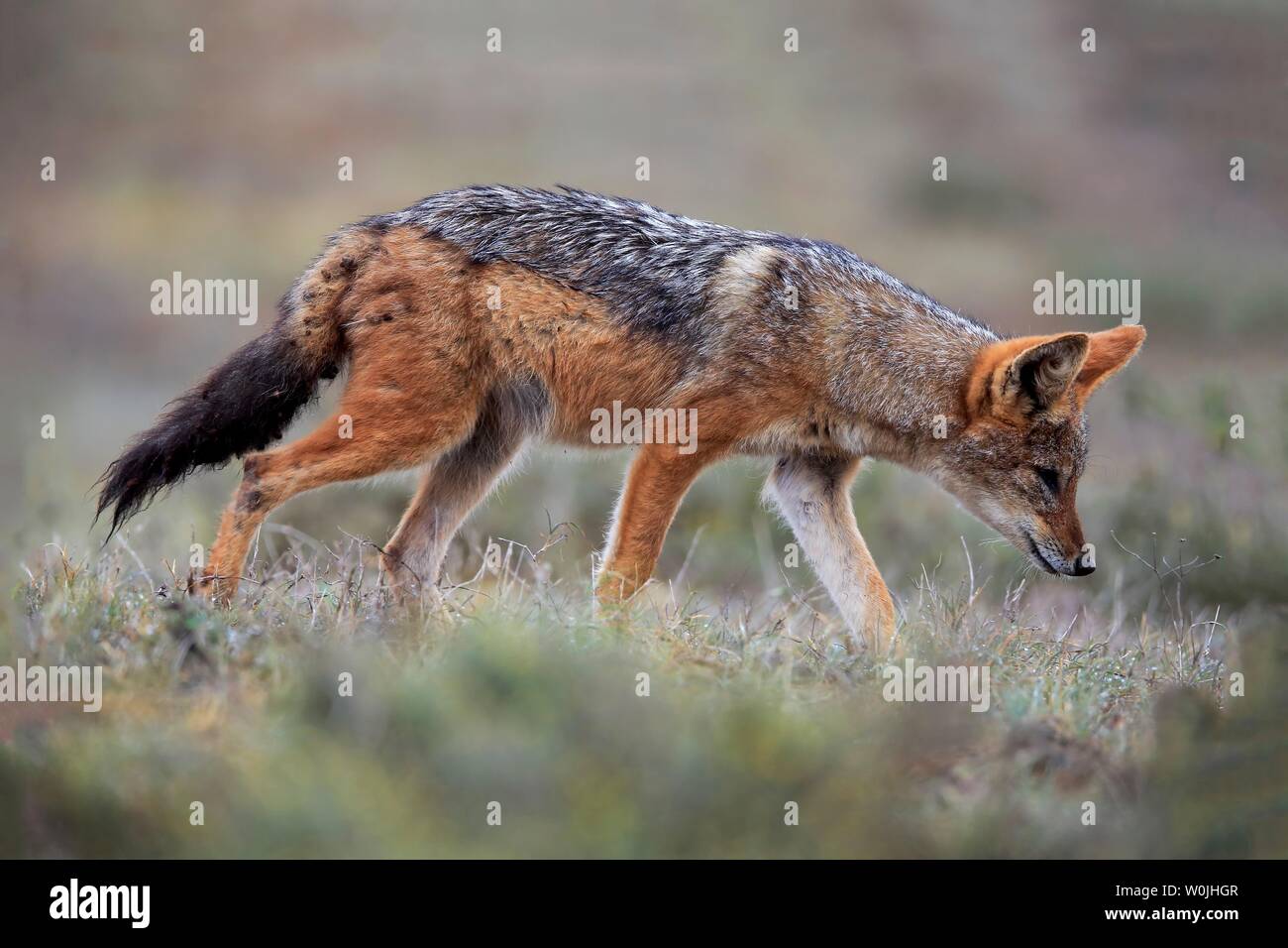 Black-backed Jackal (Canis mesomelas), adult, on the stalk, Addo ...