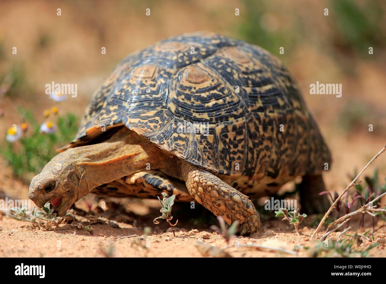 Leopard tortoise (Testudo pardalis), adult, food hunting, eating, Addo ...