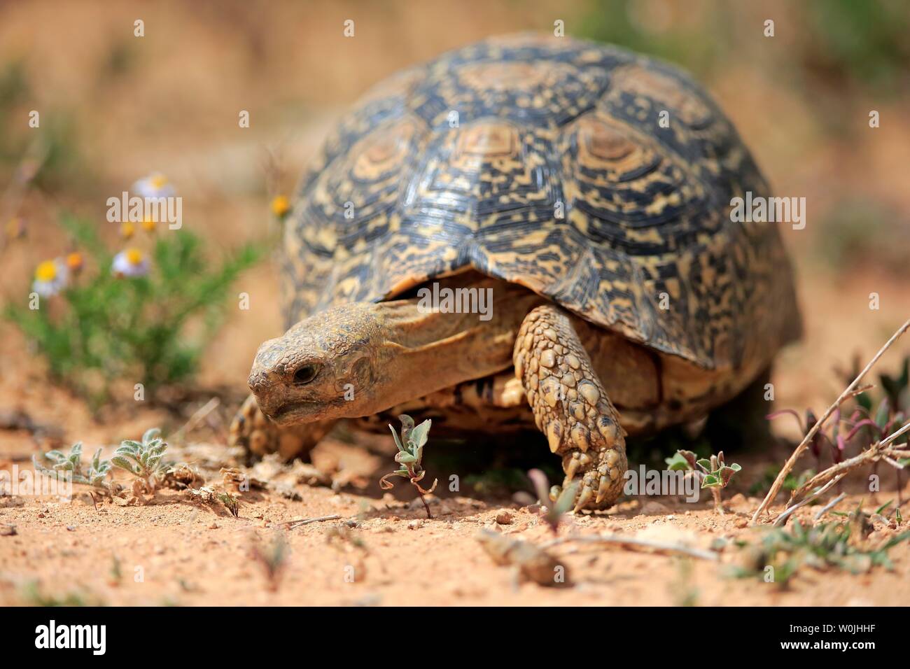 Leopard tortoise (Testudo pardalis), adult, looking for food, Addo ...