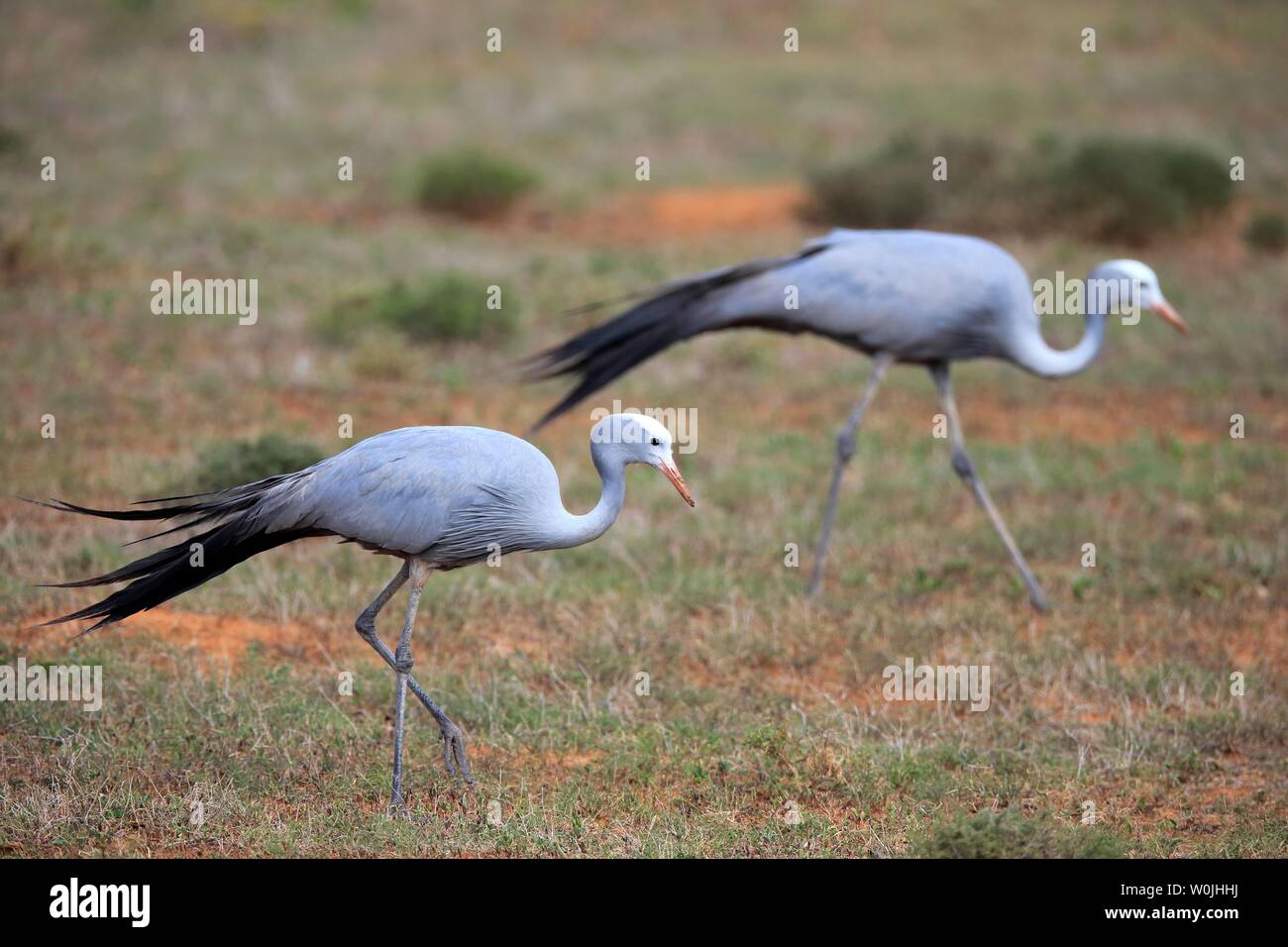 Paradise Crane (Anthropoides paradisea), adult, pair, national bird of ...