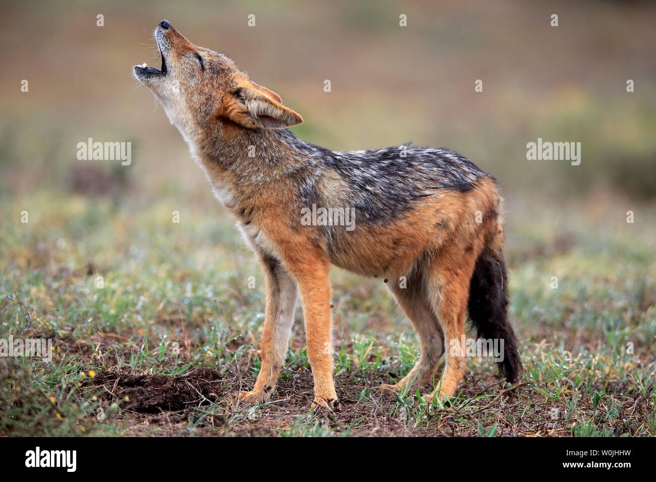Black-backed Jackal (Canis mesomelas), adult, howling, social behaviour ...