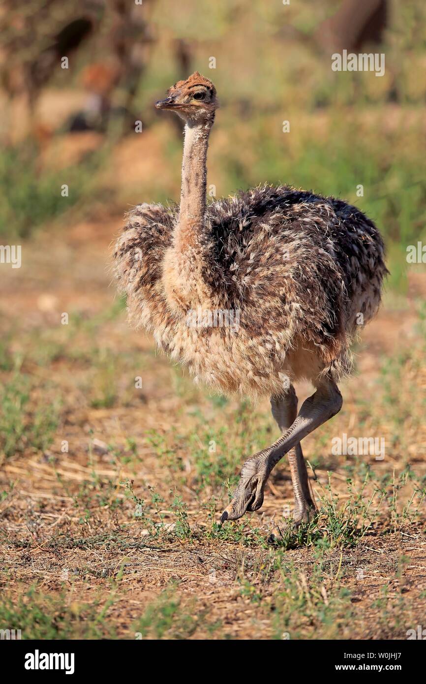 South African ostrich (Struthio camelus australis), young animal ...