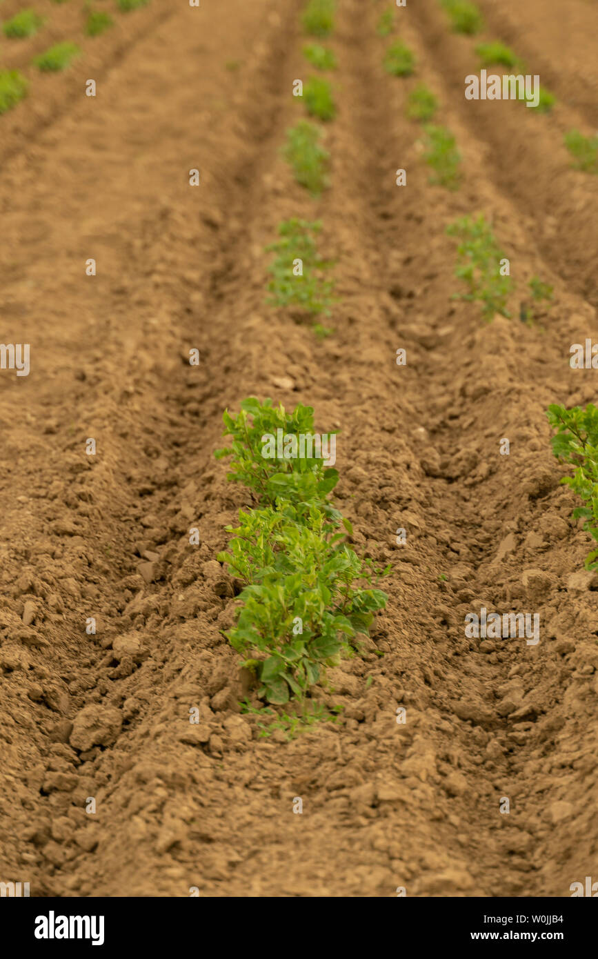 Conventional agriculture hi-res stock photography and images - Alamy