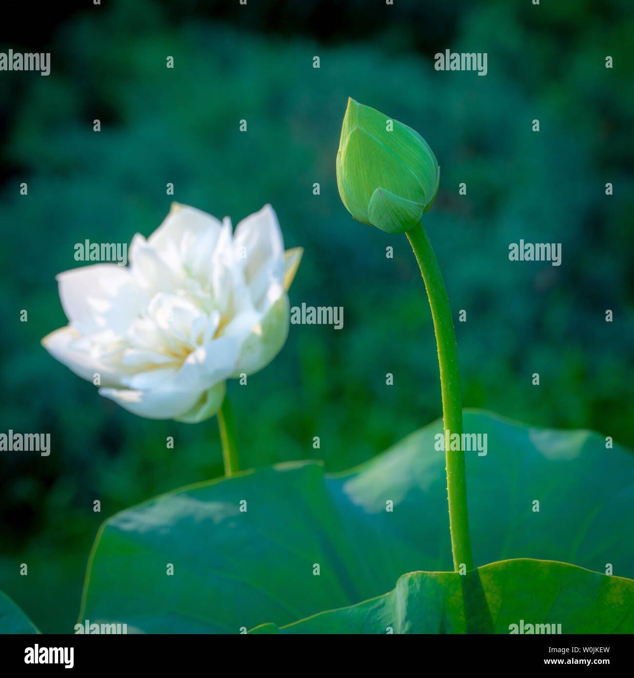 Flowers against white lotus Stock Photo - Alamy
