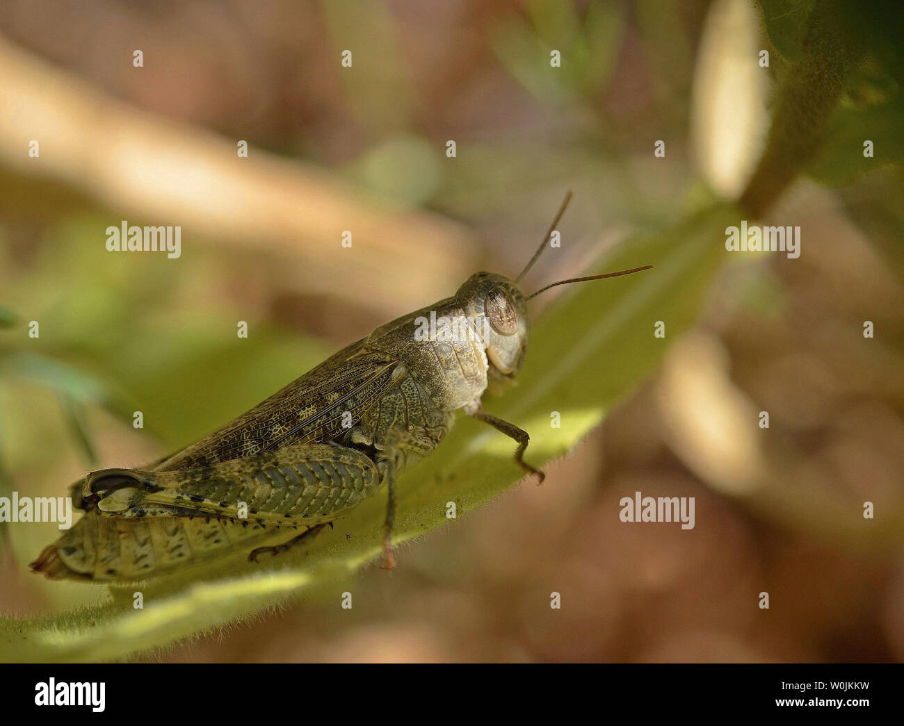 Locust face hi-res stock photography and images - Alamy