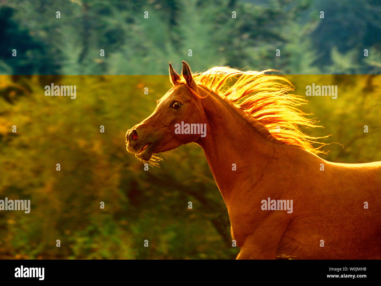 Asil arabian horse hi-res stock photography and images - Alamy
