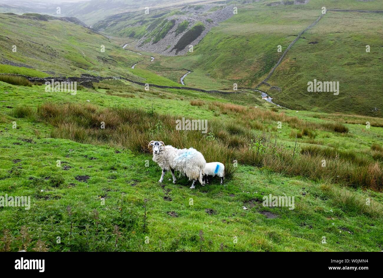 Sheep peak district hi-res stock photography and images - Alamy
