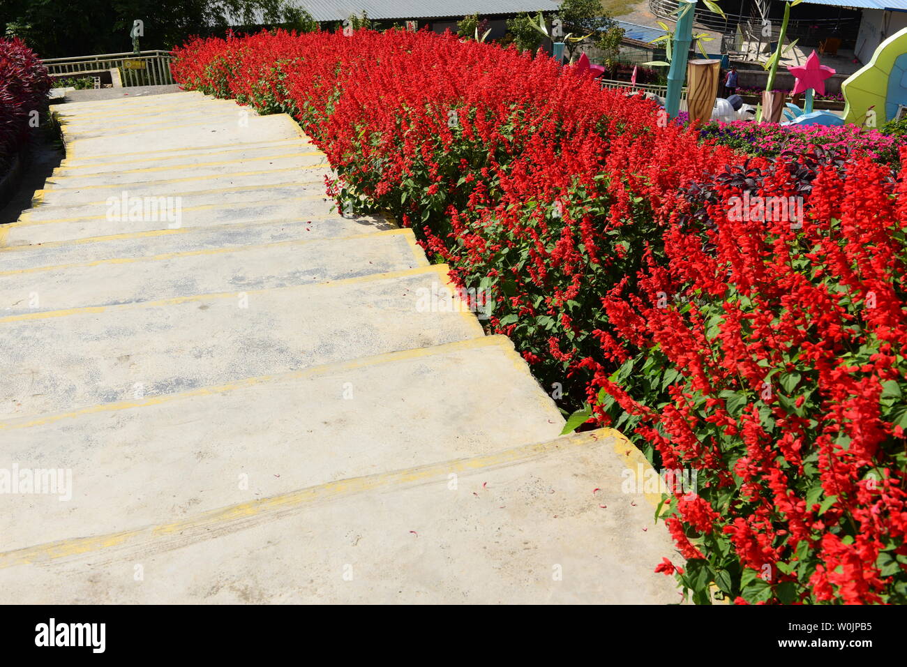 A bunch of red flowers Stock Photo - Alamy