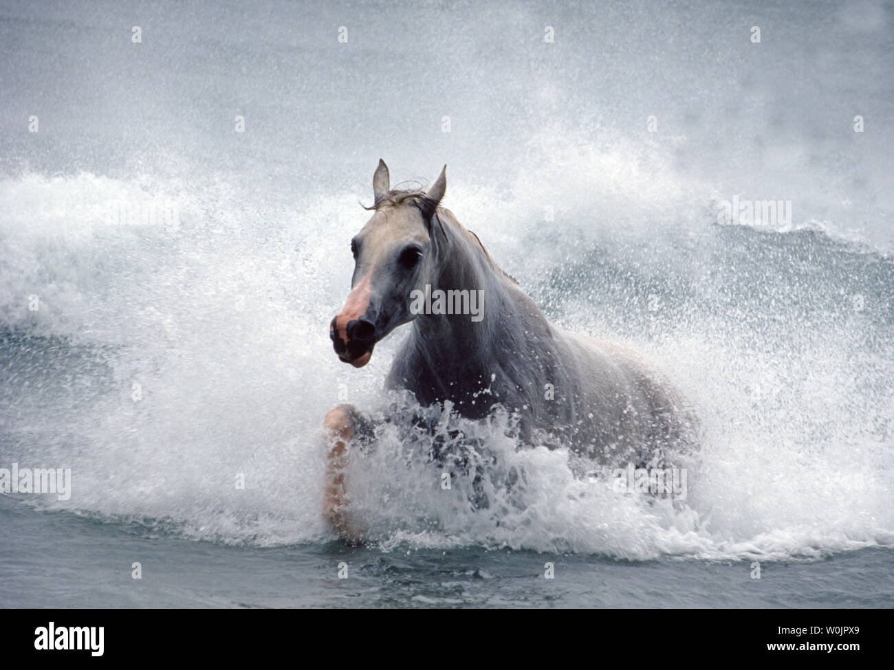Asil arabian horse hi-res stock photography and images - Alamy