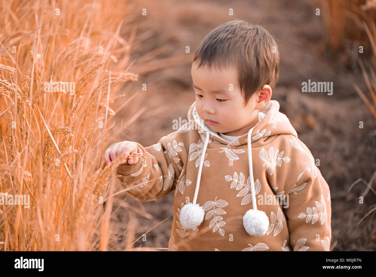 Asian boy in rice field hi-res stock photography and images - Alamy