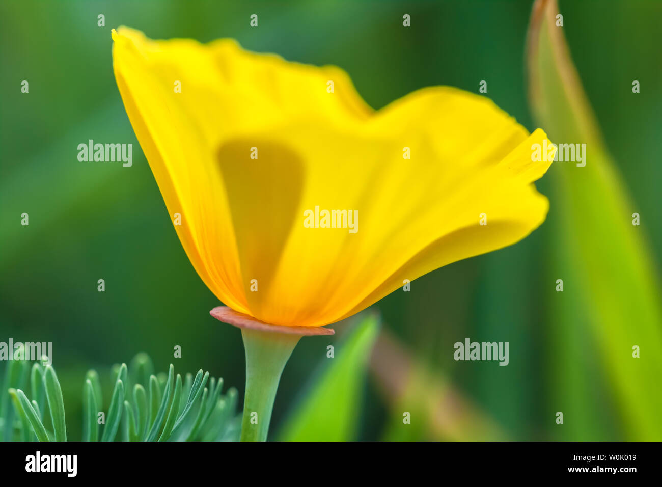 Poppies variety hi-res stock photography and images - Alamy