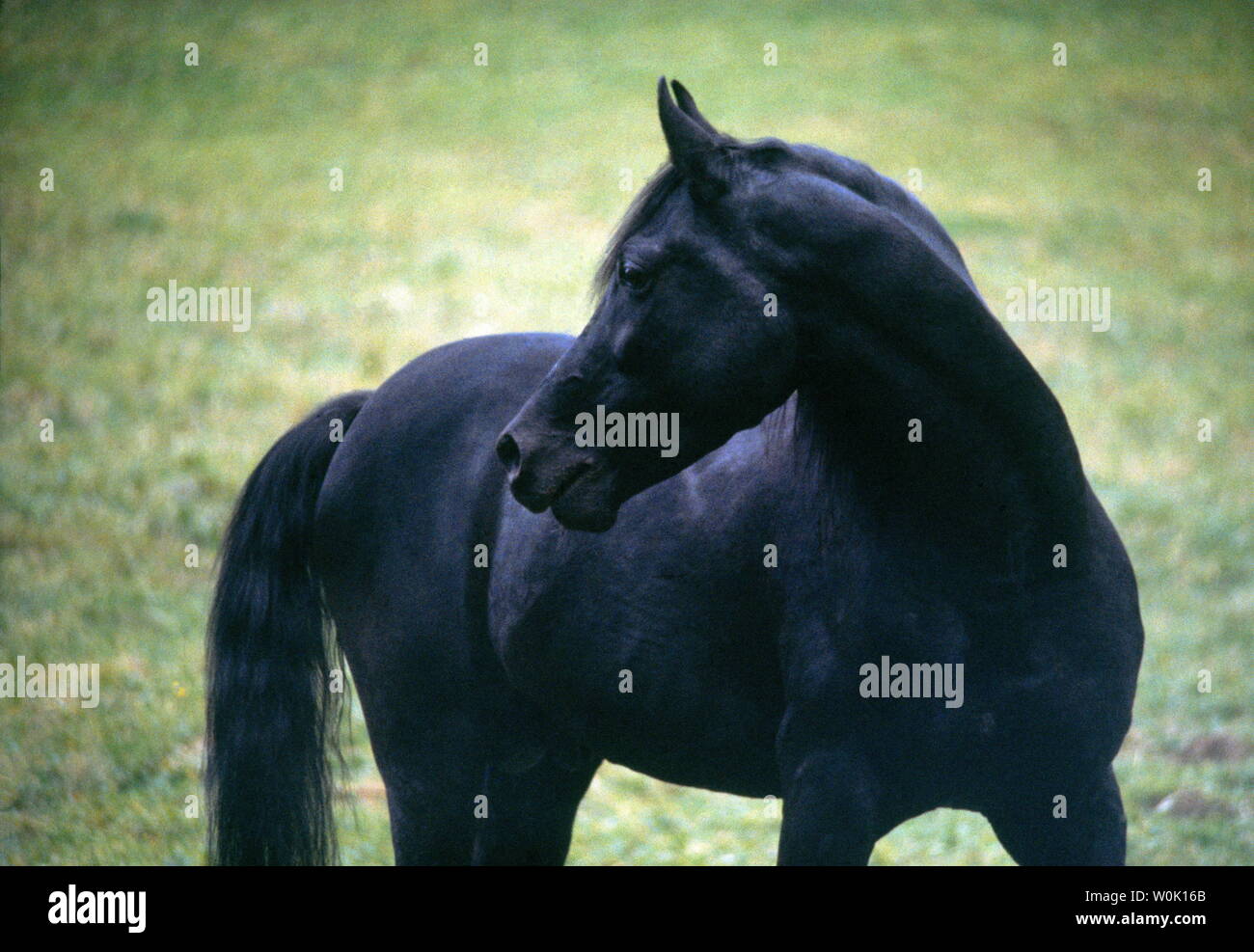 Asil arabian hi-res stock photography and images - Alamy