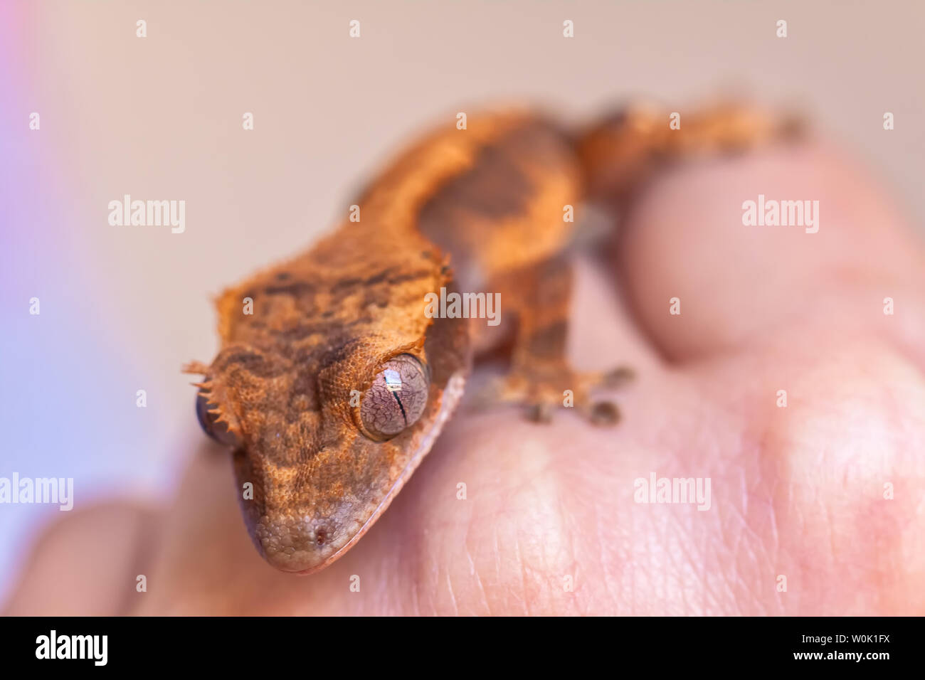 Golden gecko hi-res stock photography and images - Alamy