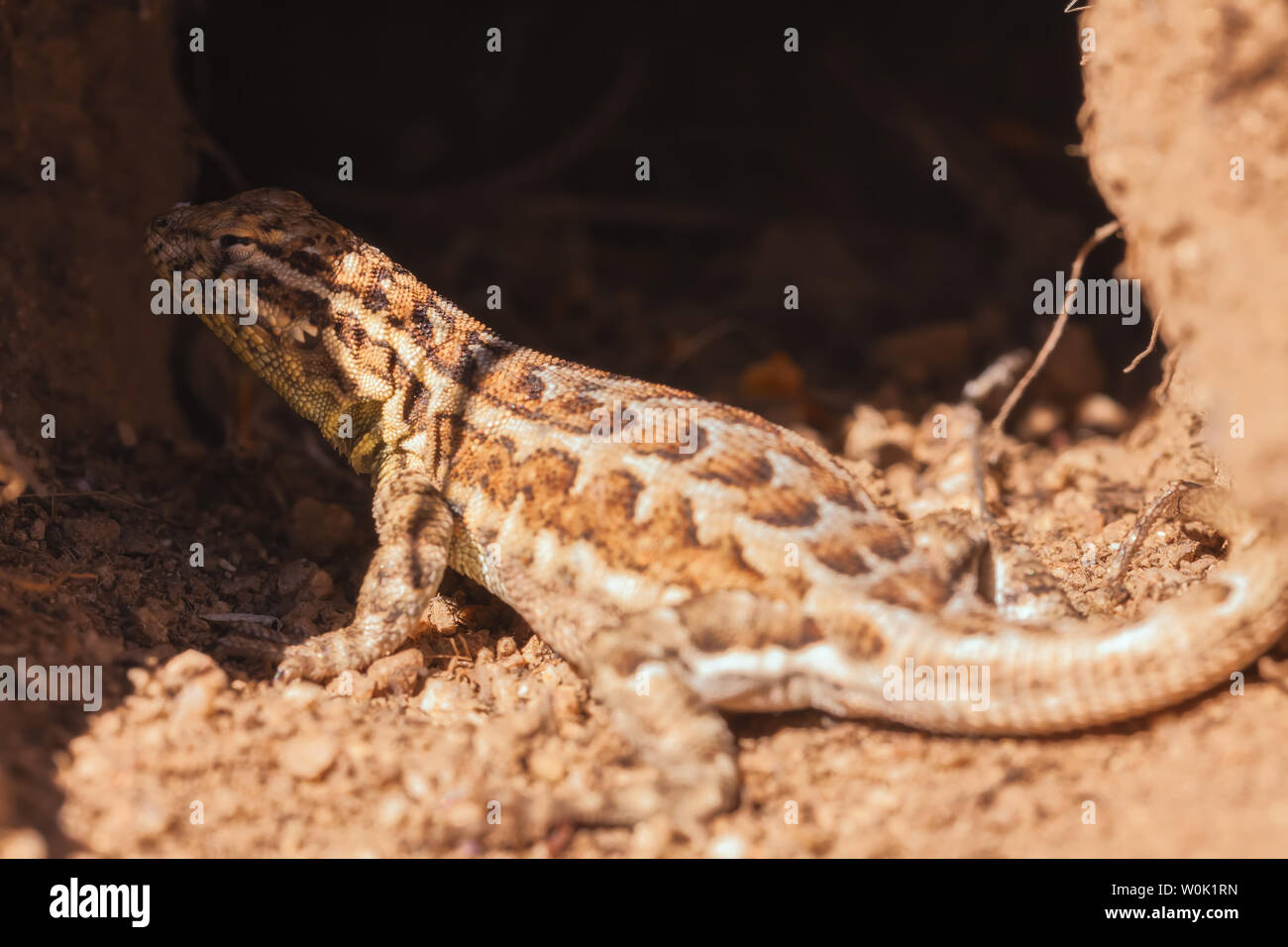 Common side-blotched lizard is sunbathing at its burrow, Antelope ...