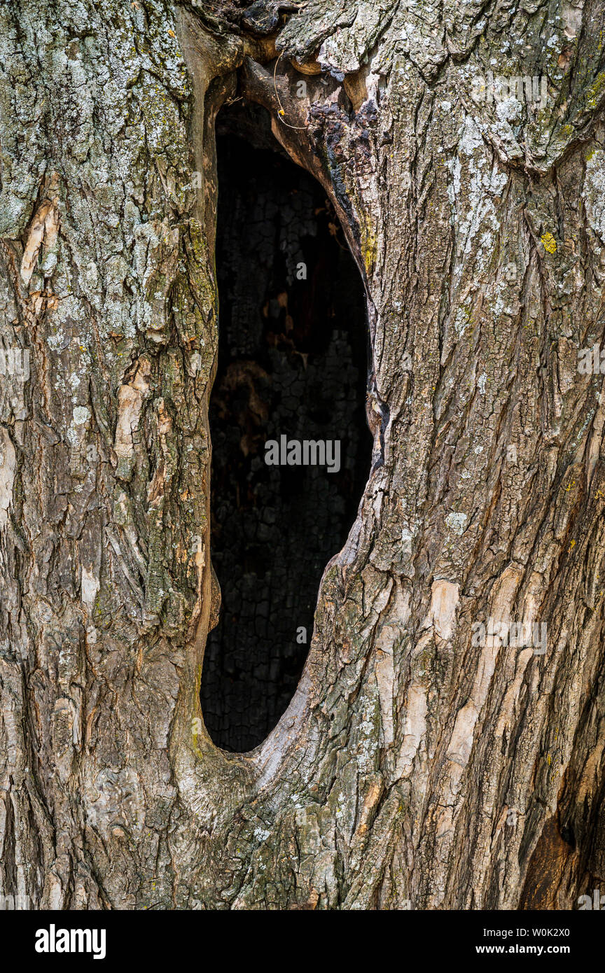 Tree trunk close up Stock Photo - Alamy